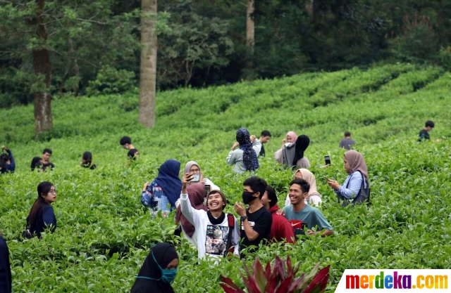 Foto : Warga Penuhi Kawasan Wisata Kebun Teh di Puncak | merdeka.com