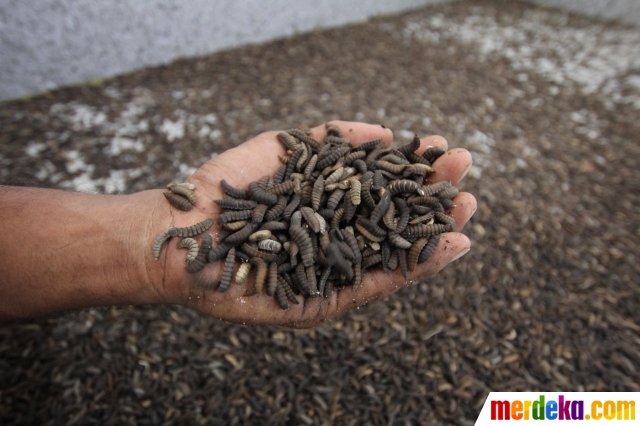 Foto : Melihat Budidaya Ulat Pemakan Sampah | merdeka.com