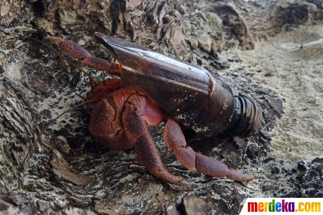 Foto : Penampakan Kelomang Bercangkang Pecahan Botol Kaca di Thailand ...