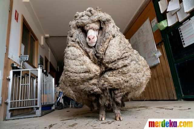 Foto : Kasihan, Domba Liar Ini Punya Bulu Seberat 35 Kg | merdeka.com
