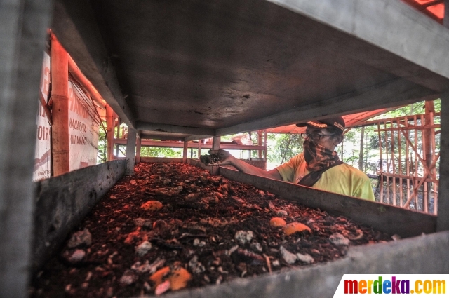 Foto : Budidaya Maggot untuk Kurangi Sampah Organik | merdeka.com