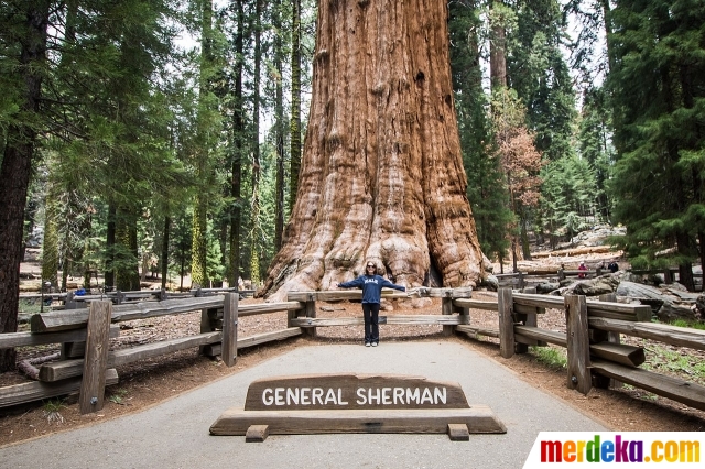 Foto : Penampakan General Sherman, Pohon Terbesar di Dunia | merdeka.com