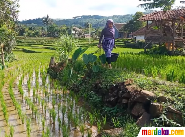 Foto : Gadis Desa Cantik dan Mempesona Berburu Ikan di Sawah Bikin Salfok | merdeka.com