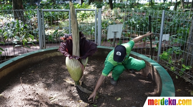 Foto : Bunga Bangkai Raksasa Mekar di Arboretum Lukito Daryadi ...