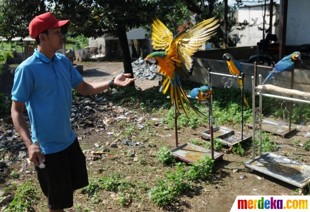 Foto : Melihat Sekolah Burung Mahal yang Ramai Diminati di Depok ...