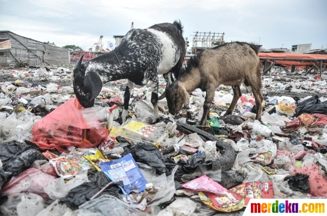 Foto : Ironis Kambing Ternak Makan Sampah | merdeka.com