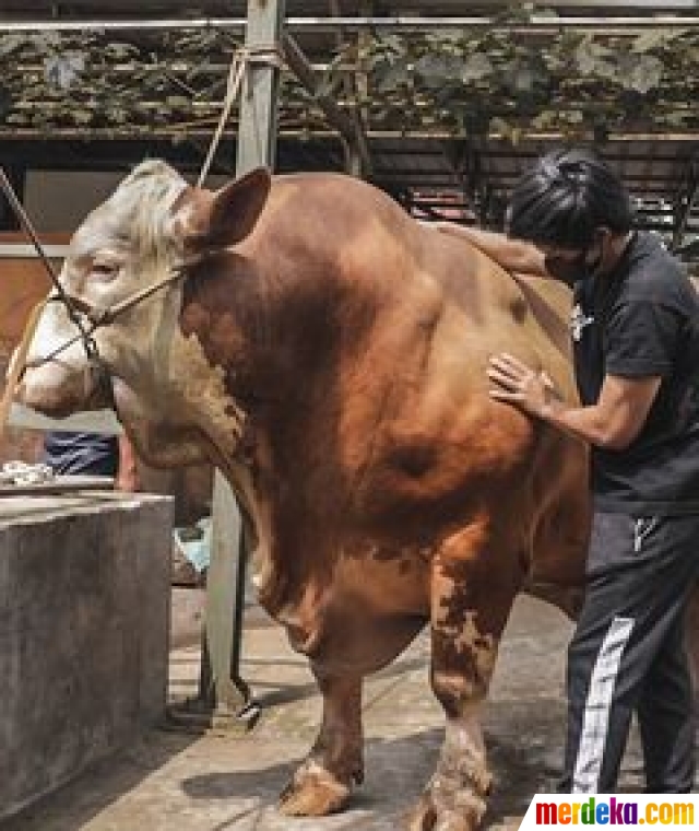 Foto : Potret Sapi Raksasa Atta Halilintar untuk Kurban, Gede Banget ...