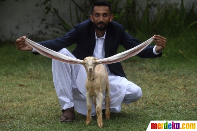 Foto : Simba, Anak Kambing dengan Telinga Terpanjang di Dunia | merdeka.com