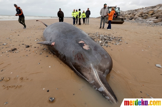 Foto : Paus 7,6 Meter Mati Setelah Terdampar Berjam-jam di Pantai ...