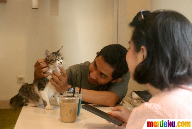 Foto : Serunya Bermain Bersama Kucing di Cat Cafe Depok | merdeka.com