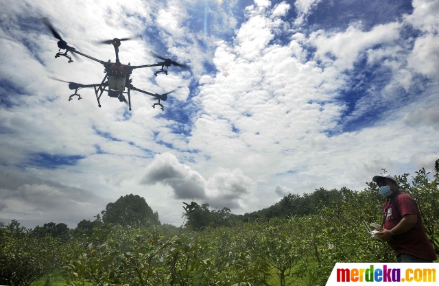 Foto : Inovasi Petani di Bogor Manfaatkan Drone untuk Siramkan Pupuk ...
