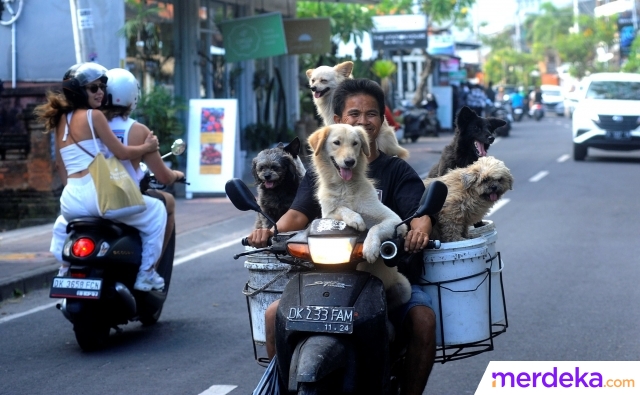 Foto : Kisah I Ketut Lelut dengan Anjing-Anjingnya Keliling Jalan ... Foto : Kisah I Ketut Lelut dengan Anjing-Anjingnya Keliling Jalan ...