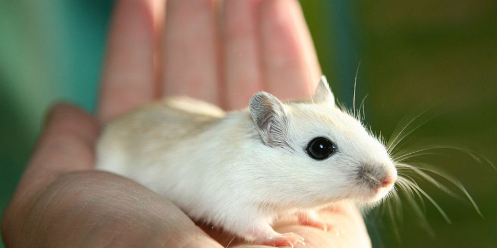 Mengapa tikus kerap jadi objek percobaan lab?