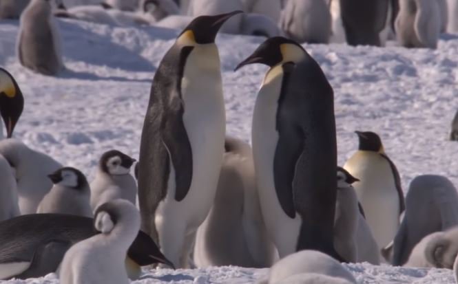5 Fakta Unik Tentang Hewan Penguin - Metropolitan