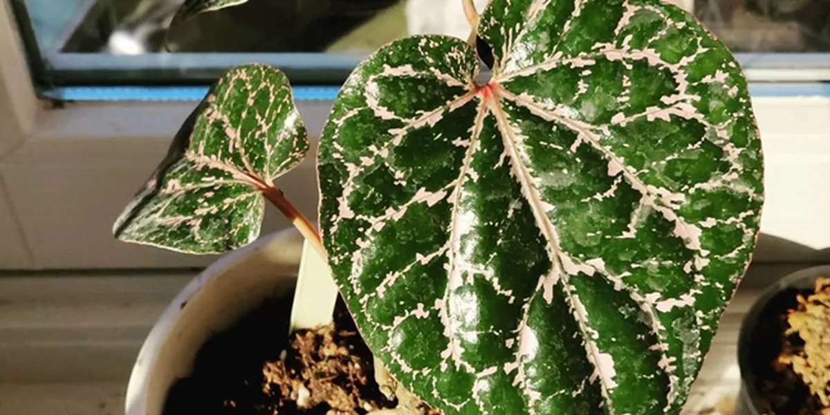 11 Manfaat Daun Sirih Merah untuk Kesehatan, Bisa Jadi Antiseptik Alami ...