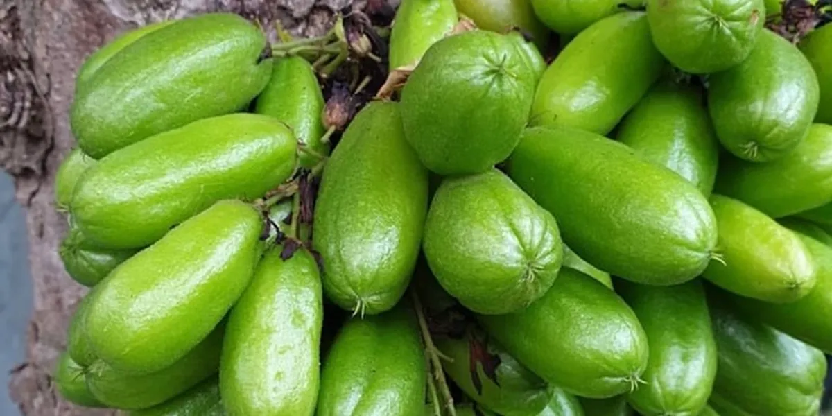 8 Manfaat Belimbing Wuluh Bagi Kesehatan, Mengobati Alergi - Mengatasi ...