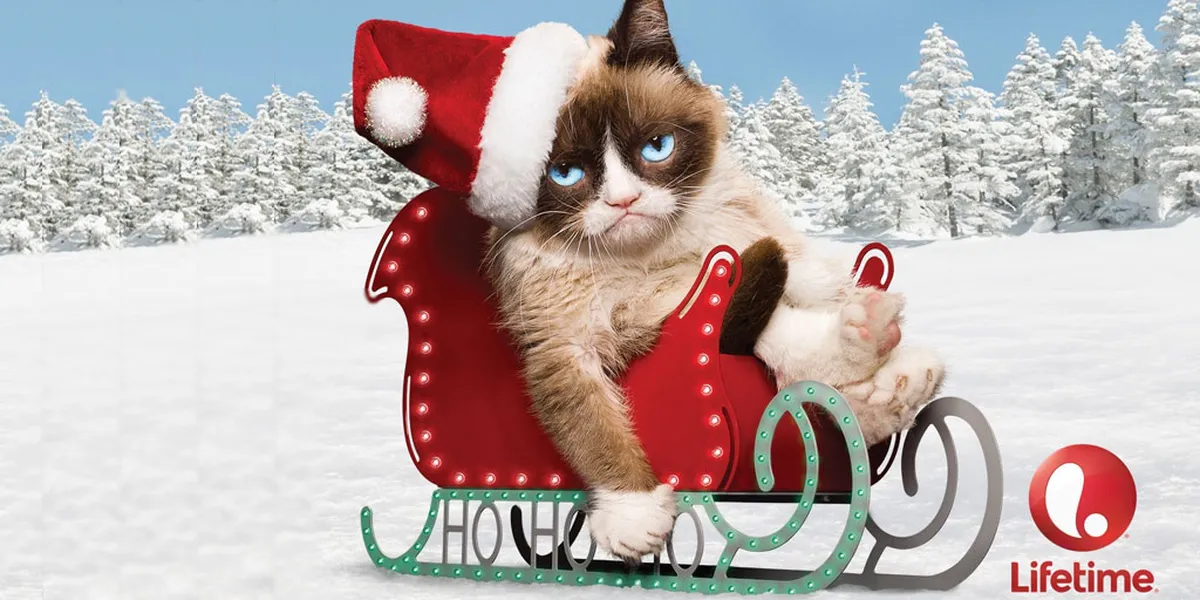 Grumpy Cat, Si Kucing Merengut Jadi Bintang Film Natal - KapanLagi.com
