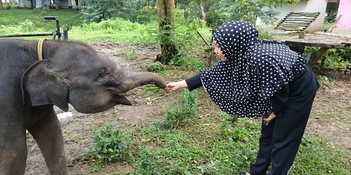 Kisah Sedih Erin, Gajah Kecil yang Belalainya Terpotong - KapanLagi.com