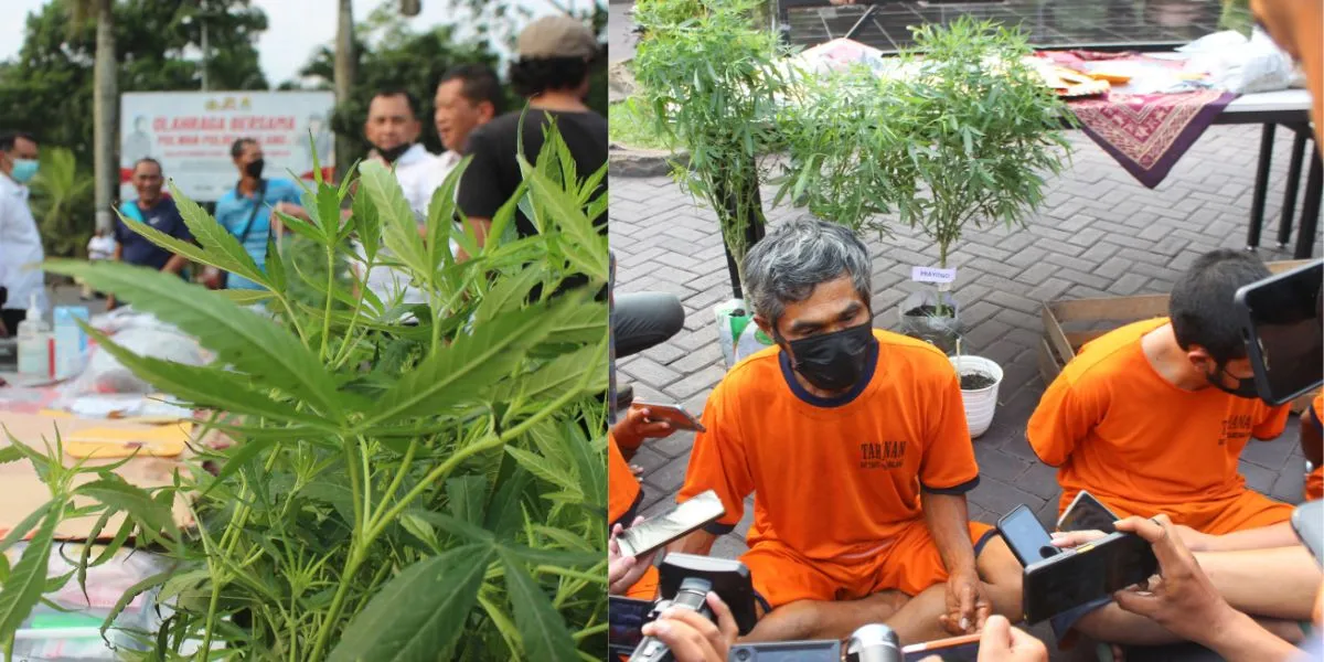 Sekitar 1 Ha Bekas Ladang Ganja di Lereng Semeru, Pelaku Tertangkap ...