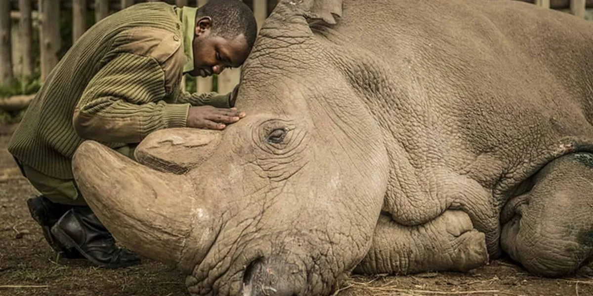 Sudan, Badak Putih Jantan Terakhir Mati di Kenya - KapanLagi.com
