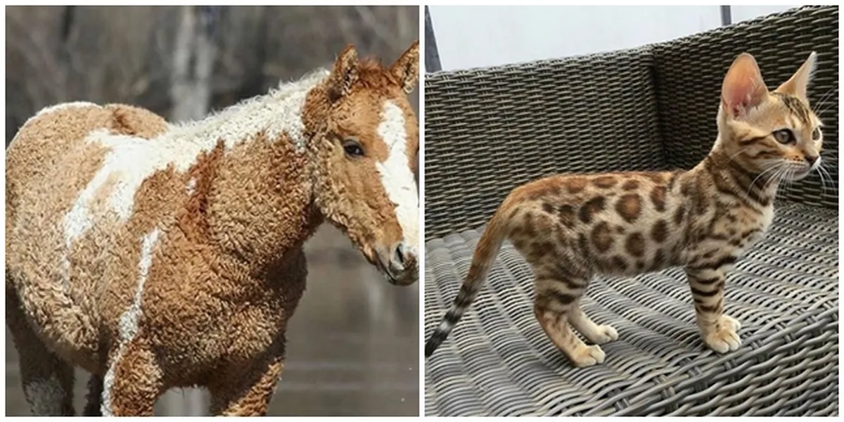 8 Hewan Unik Ini Mungkin Belum Pernah Kamu Temui Seumur Hidupmu ...