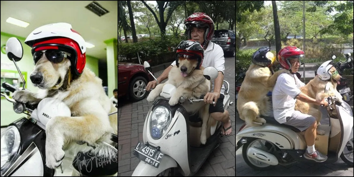 Ace, Anjing Surabaya Hebohkan Dunia Karena Bisa Bonceng di Motor ...