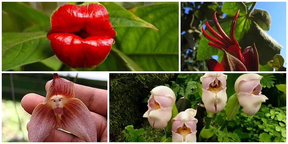 Aneh, Bunga-Bunga Ini Mempunyai Bentuk Tidak Biasa - KapanLagi.com