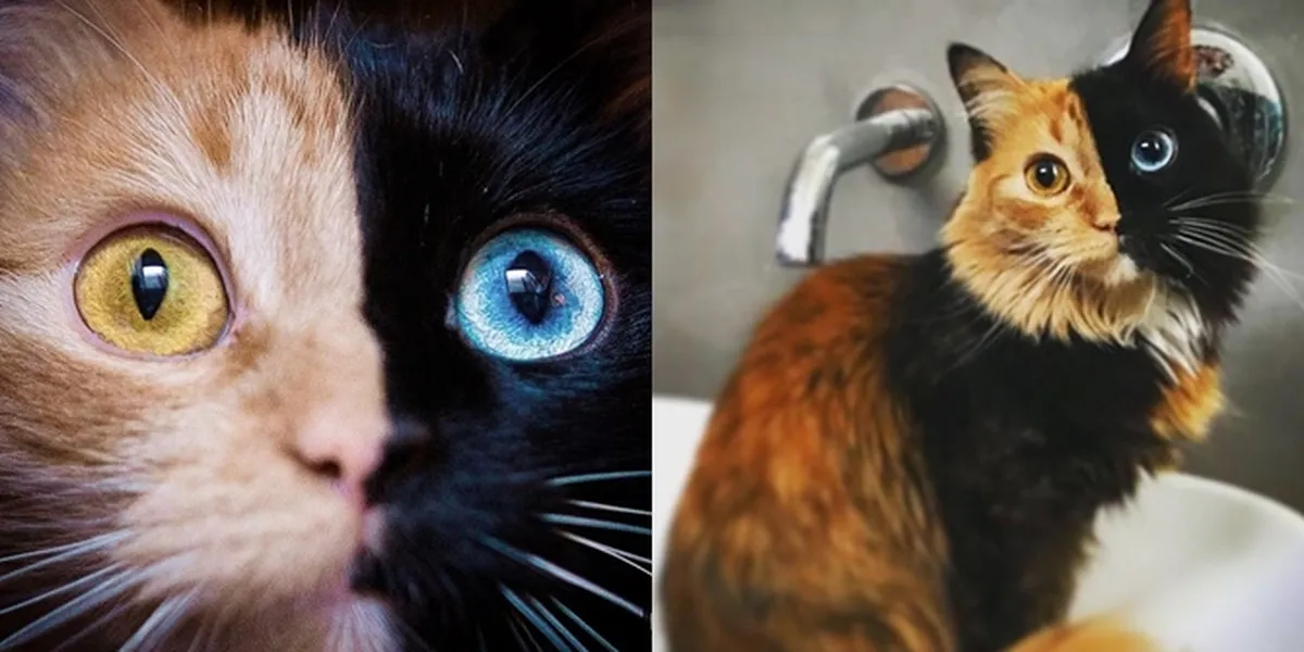Kucing Lucu Dan Aneh