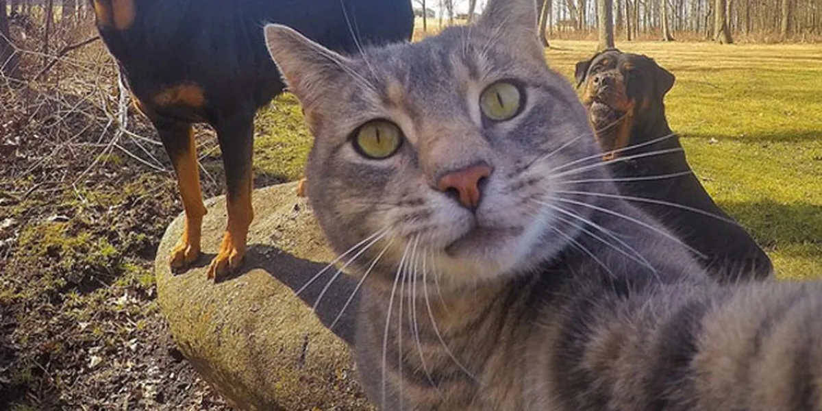 FOTO: Manny Si Kucing Selfie, Gayanya di Depan Kamera Lucu Abis ...
