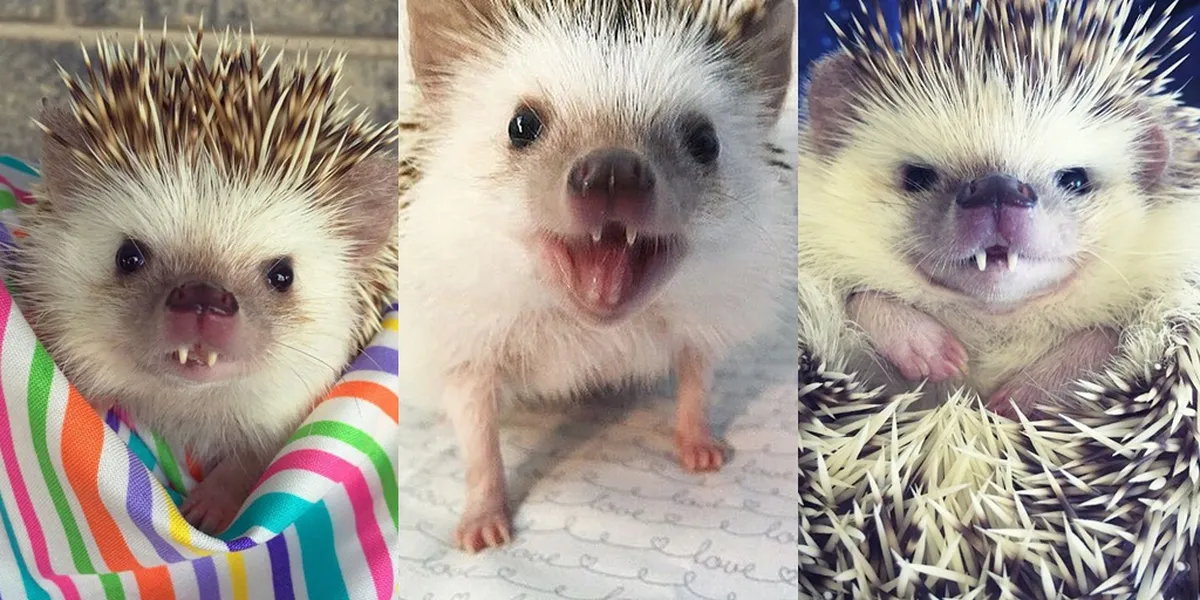 Lucu Banget, Bayi Hewan Dulu dan Kini Ini Bikin Kamu Gemas - Plus ...