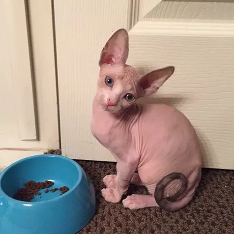 Kucing Ini Diperlakukan Seperti Manusia, Mandi Pakai Susu & Bunga ...