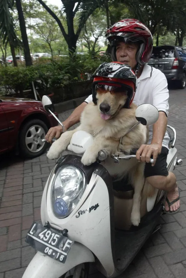 Ace, Anjing Surabaya Hebohkan Dunia Karena Bisa Bonceng di Motor ...