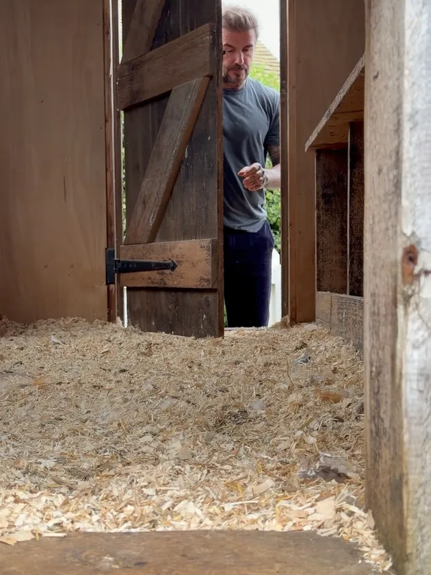 David Beckham Relaxing in the Garden and Checking on the Chicken Coop