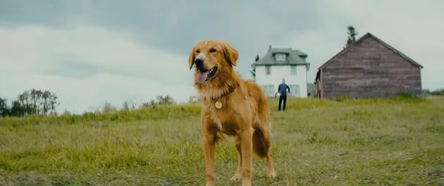 Films About Animal Loyalty That Are Touching and Tear-Jerking, More ...