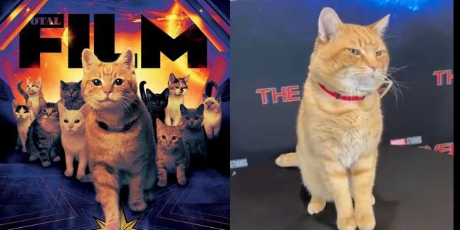 8 Portraits of Goose, the Cat in 'THE MARVELS' Movie that Captivates ...