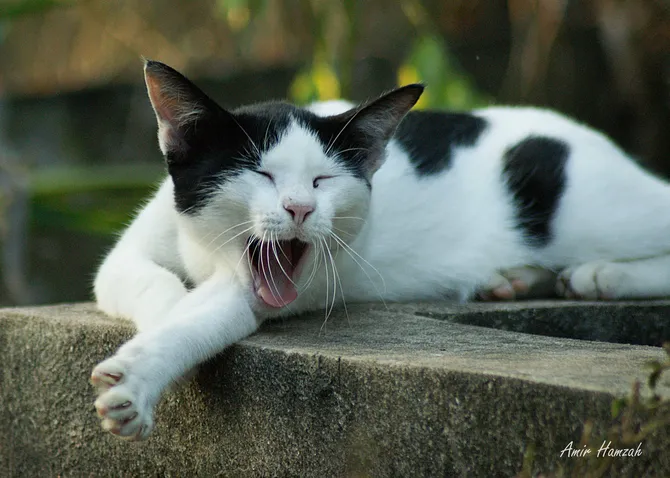 5 Jenis Kucing Kampung Paling Populer di Indonesia, Mana Paling ...