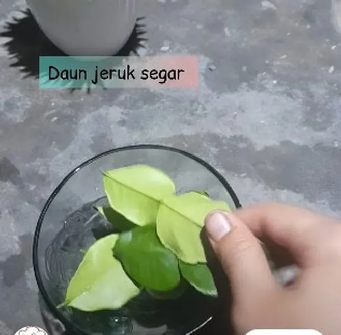 Rahasia Simpan Daun Jeruk Agar Tetap Awet Seminggu Tanpa Dijemur atau Simpan dalam Kulkas - Plus ...