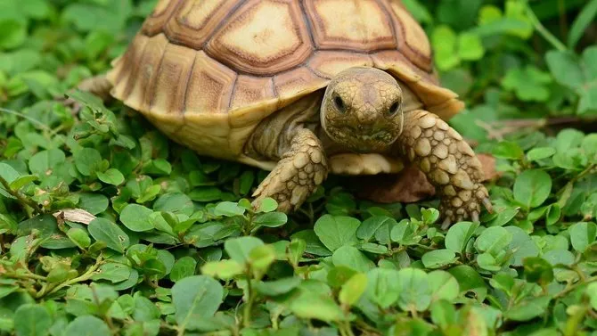 8 Jenis Kura-kura Peliharaan Paling Populer, Mudah Dirawat - Plus ...