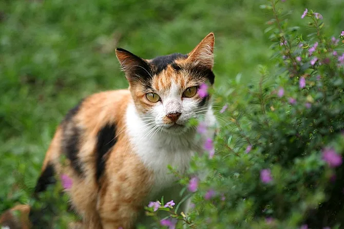 5 Jenis Kucing Kampung Paling Populer di Indonesia, Mana Paling ...