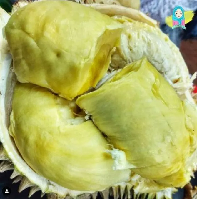 8 Jenis Durian Paling Populer dan Banyak Digemari, Sudah Mencicipi? - Plus.Kapanlagi.com