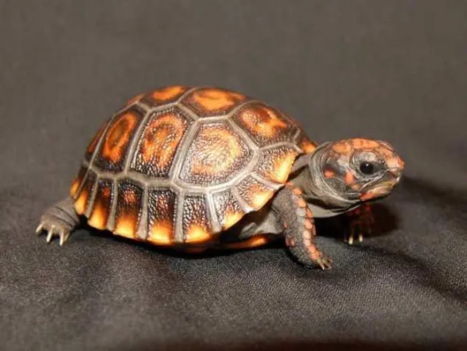 8 Jenis Kura-kura Peliharaan Paling Populer, Mudah Dirawat - Plus ...