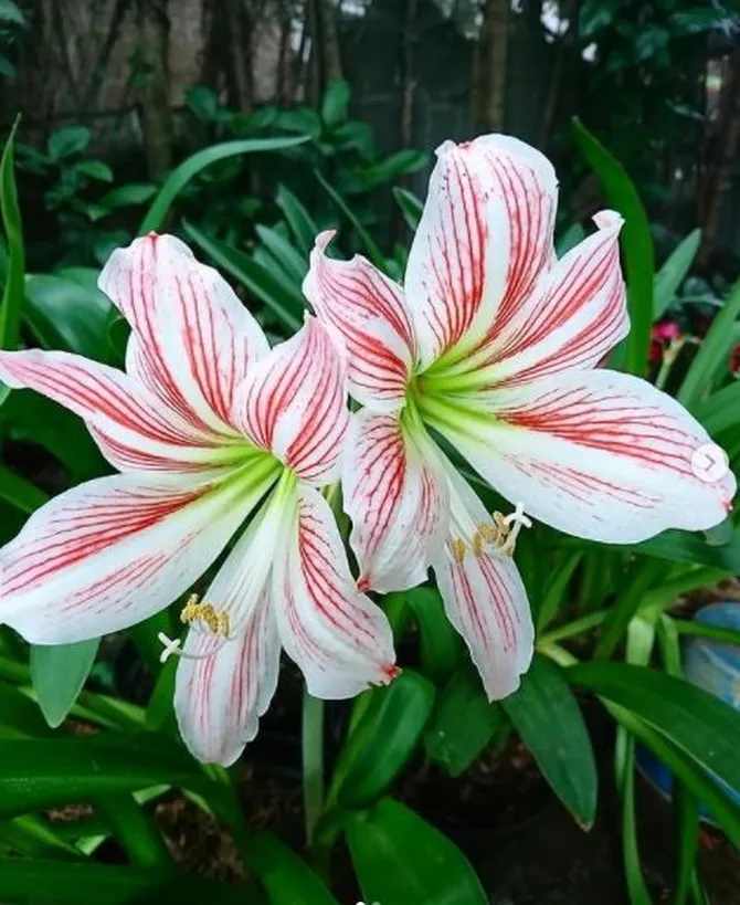 9 Jenis Bunga untuk Hiasan Rumah yang Mudah Dirawat, Ketahui Cara ...