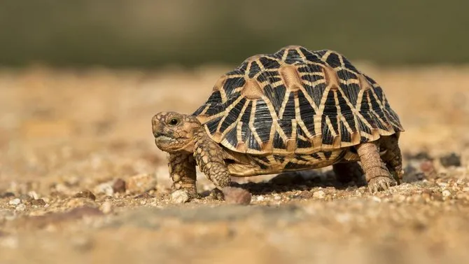 8 Jenis Kura-kura Peliharaan Paling Populer, Mudah Dirawat - Plus ...