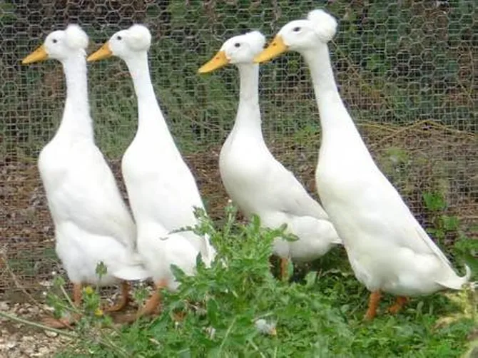 7 Jenis Bebek Potong Paling Unggul, Cocok Dibudidayakan - Plus ...