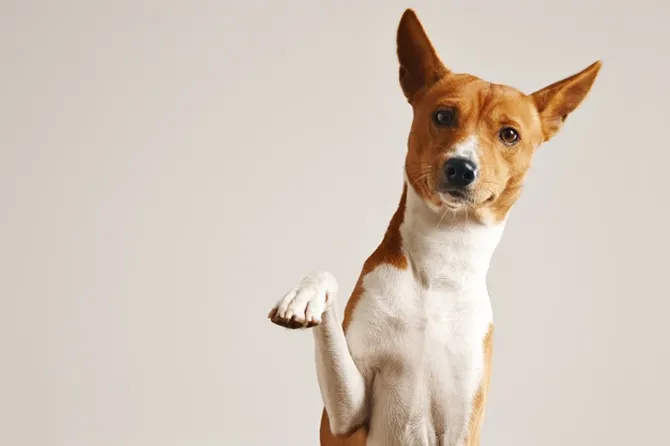 59 Kata-Kata Tentang Anjing yang Penuh Makna, Si Hewan Pintar dan Setia ...