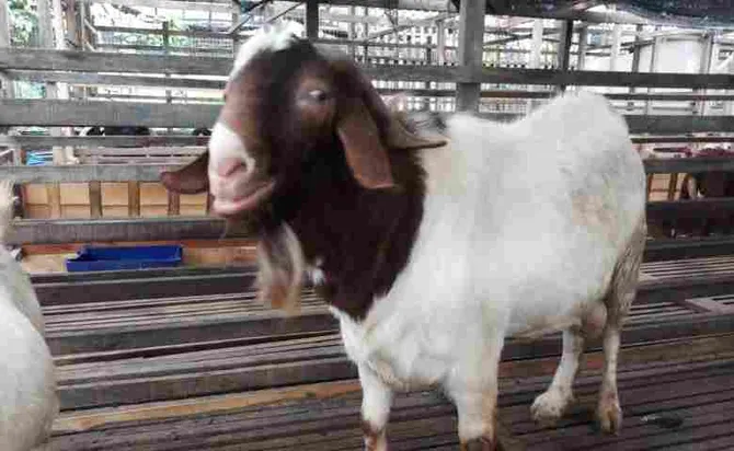 7 Jenis Kambing Unggulan yang Cocok Jadi Peliharaan - Hewan Kurban - Plus.Kapanlagi.com