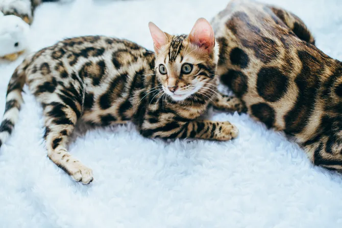 Kucing Termahal di Dunia, Ada yang Sampai Miliaran! - Plus.Kapanlagi.com