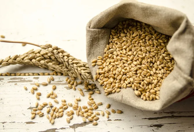 8 Manfaat Gandum yang Jarang Diketahui, Tak Hanya Sumber Karbohidrat ...