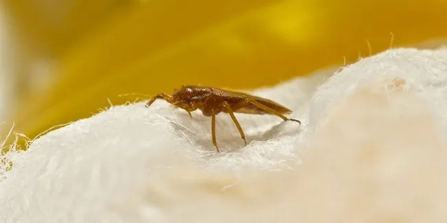 4 Cara Alami Membasmi Tungau Atau Kutu Kasur - Vemale.com